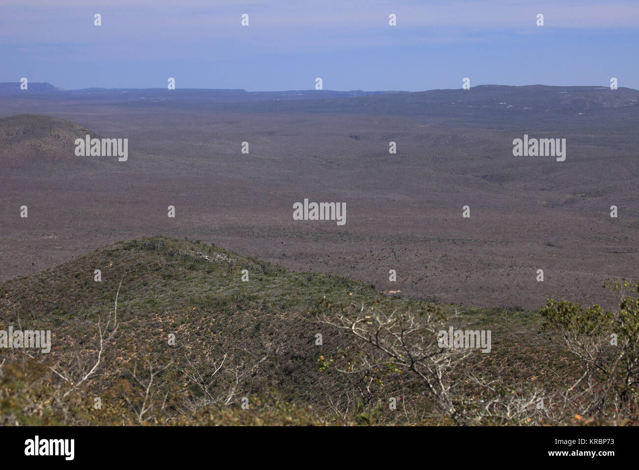 the caatinga landscape in northeast brazil Stock Photo - Alamy