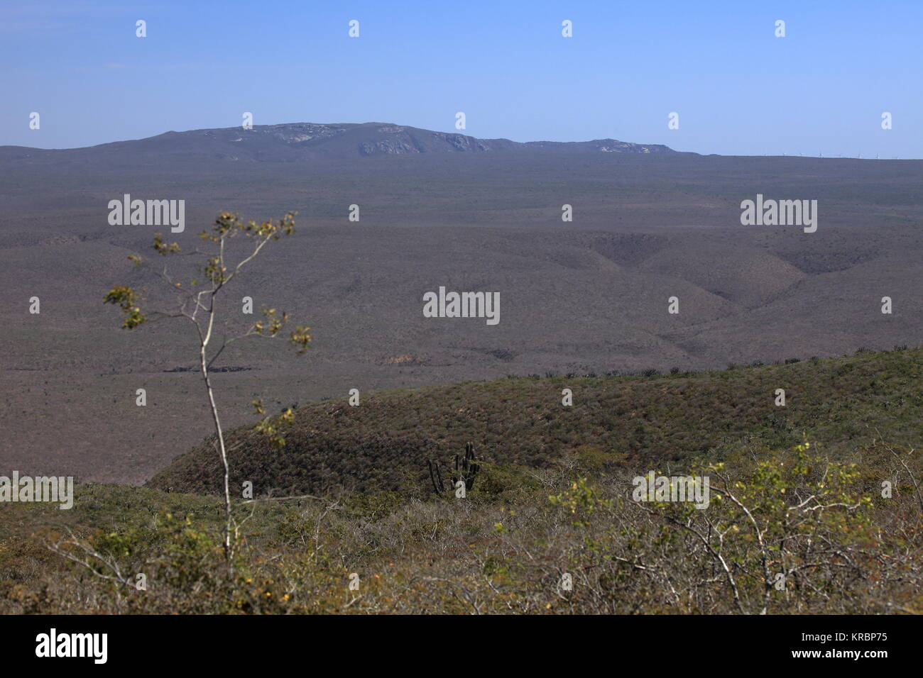 the caatinga landscape in northeast brazil Stock Photo - Alamy
