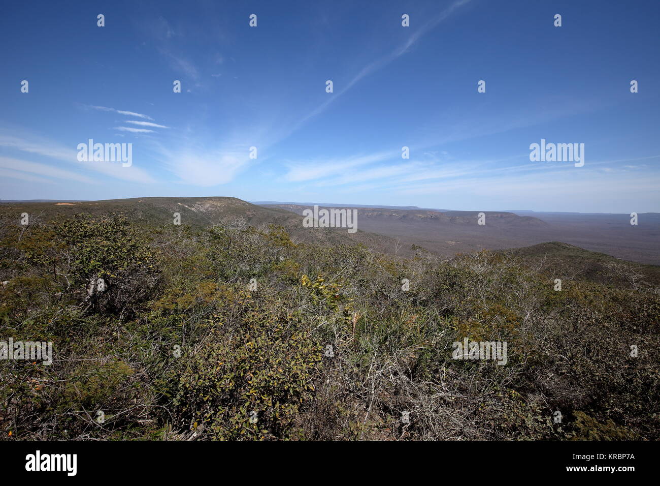 the caatinga landscape in northeast brazil Stock Photo - Alamy