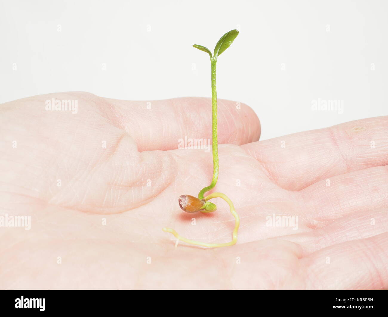 Young seed sprouting into a beautiful young plant, isolated in a person ...