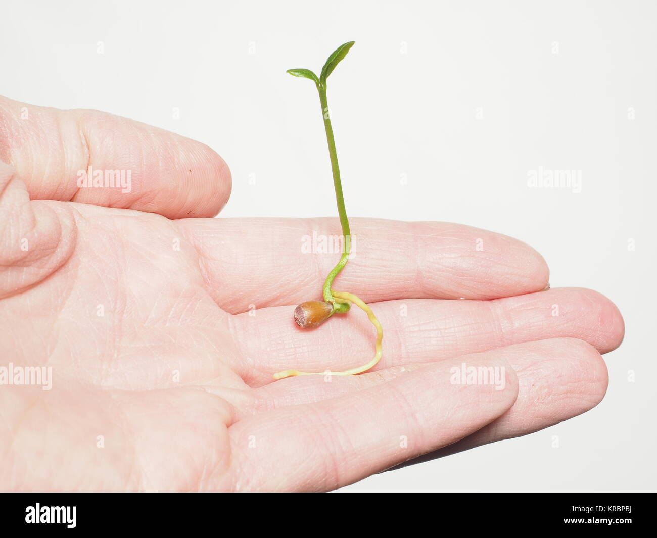 Young seed sprouting into a beautiful young plant, isolated in a person ...