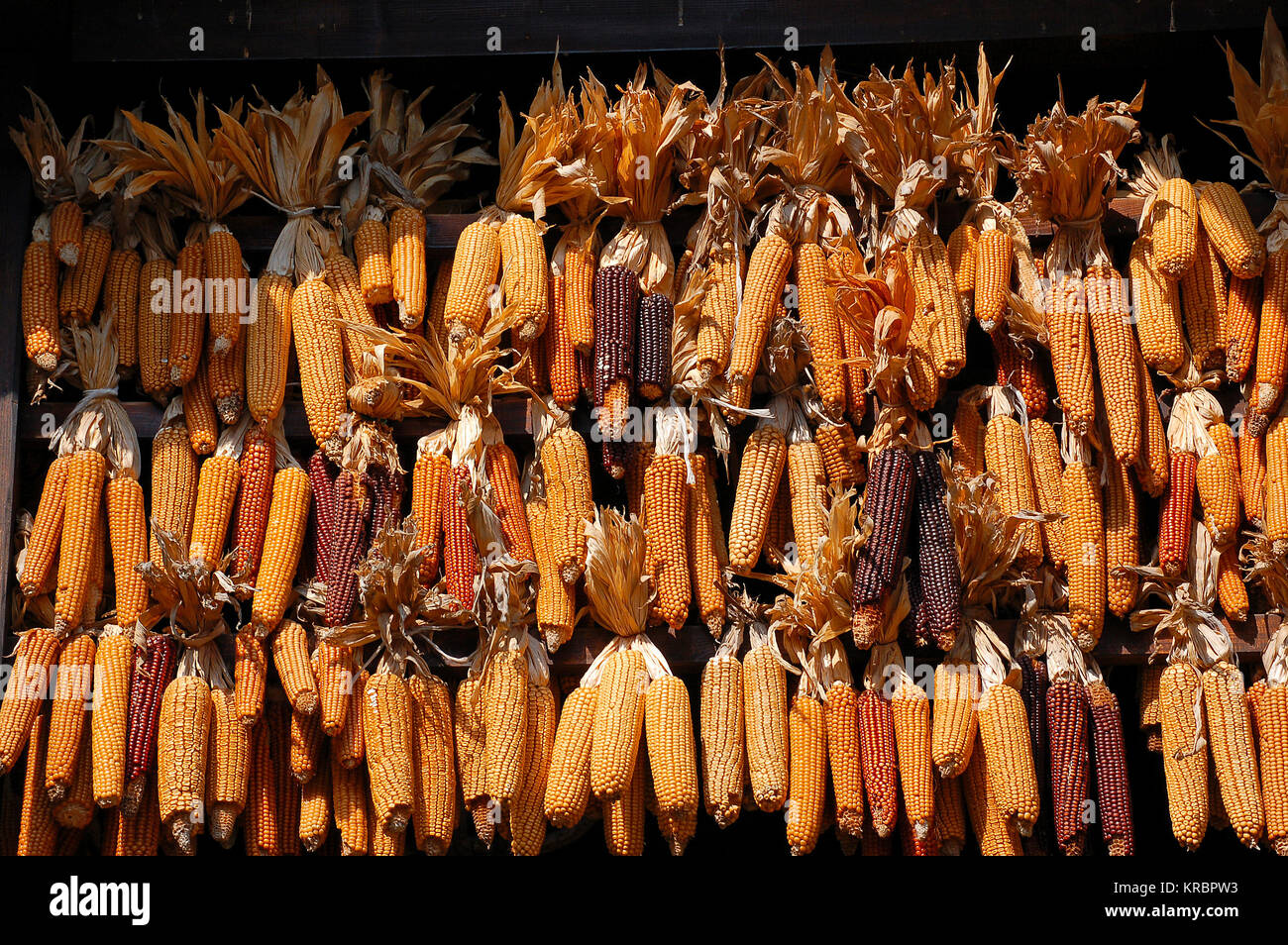 Feed corn drying in sun hi-res stock photography and images - Alamy