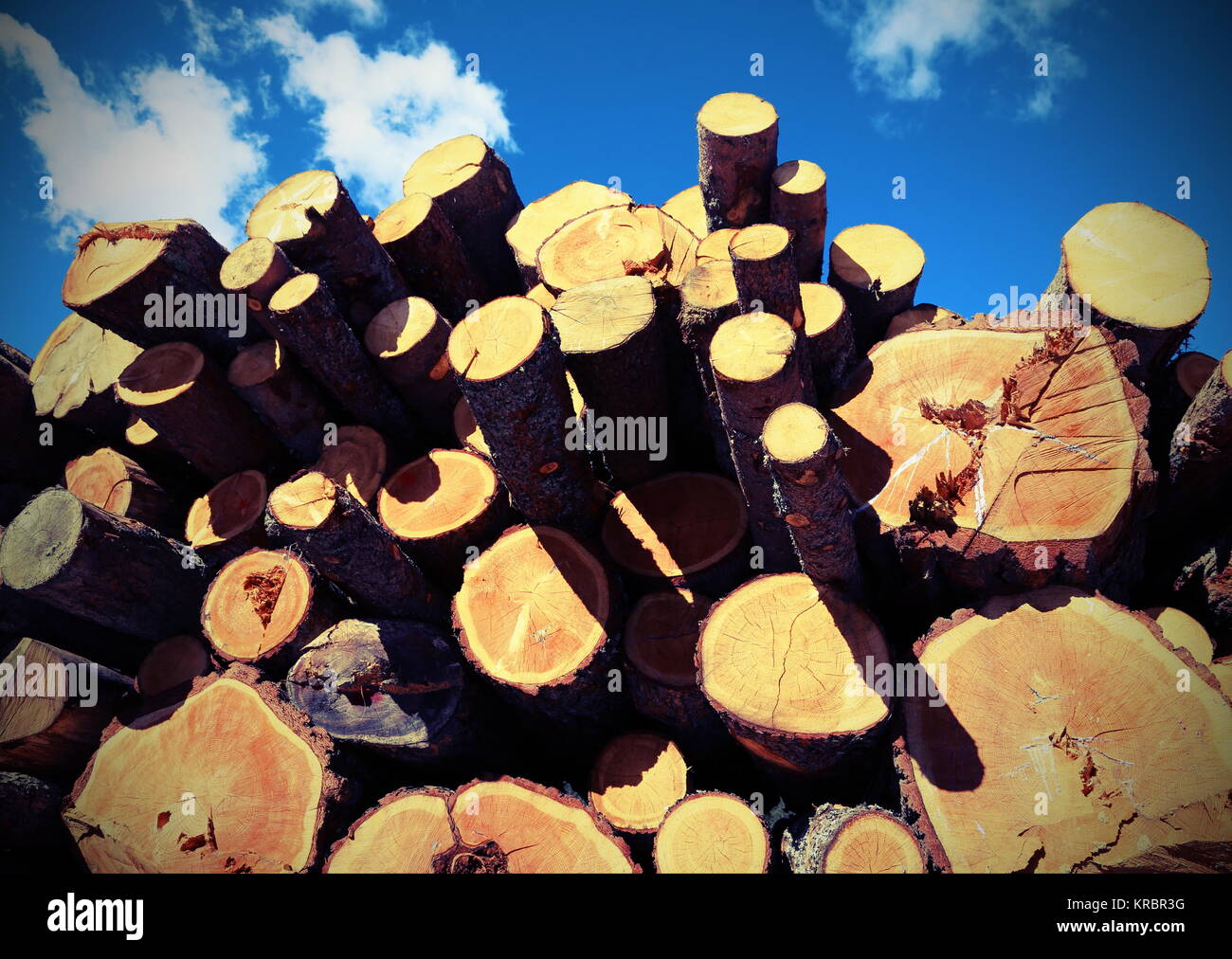 background of many tree trunks cut by the woodcutter forming a huge ...