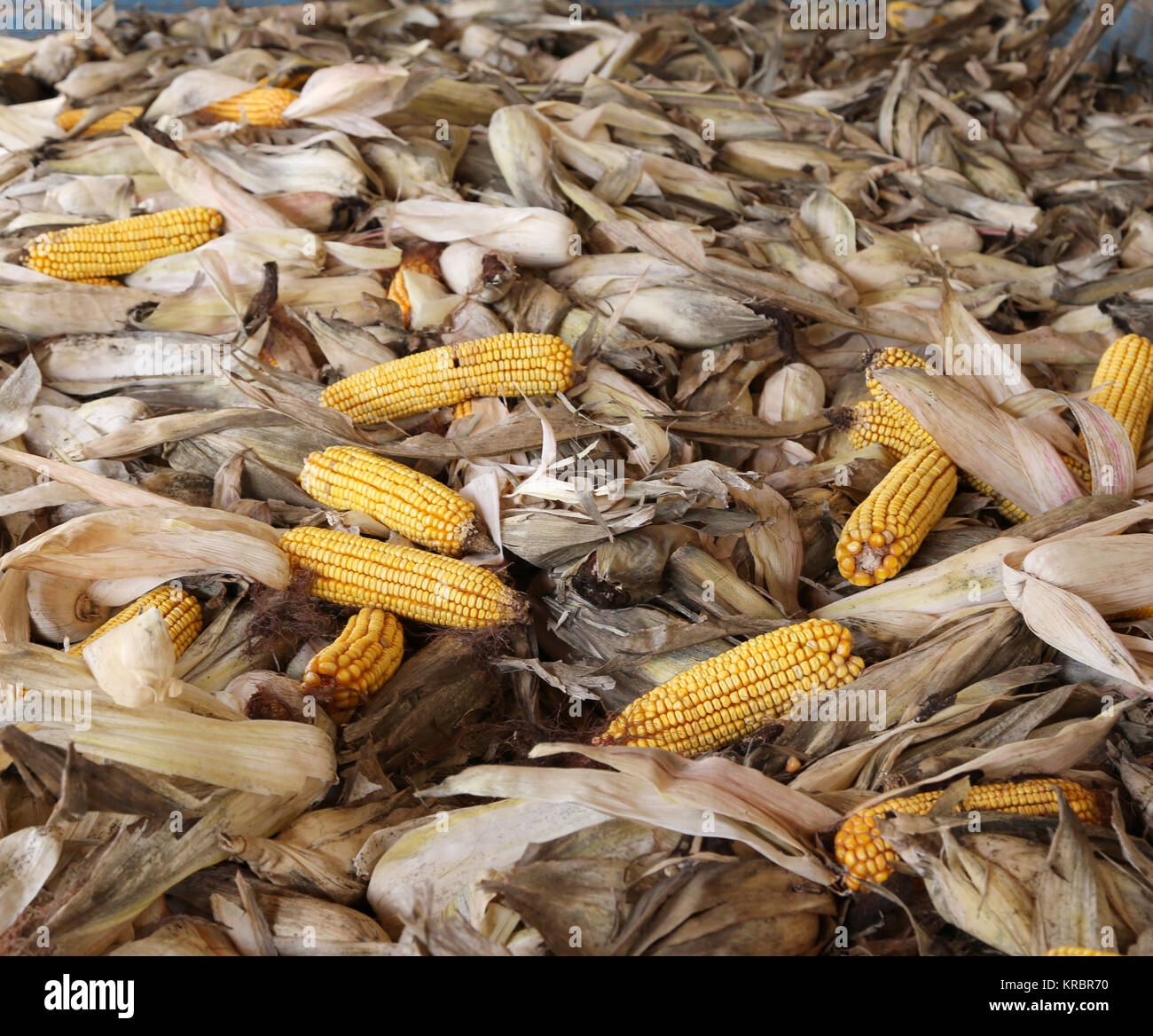 rural background of many yellow corn on the cob in autumn Stock Photo ...
