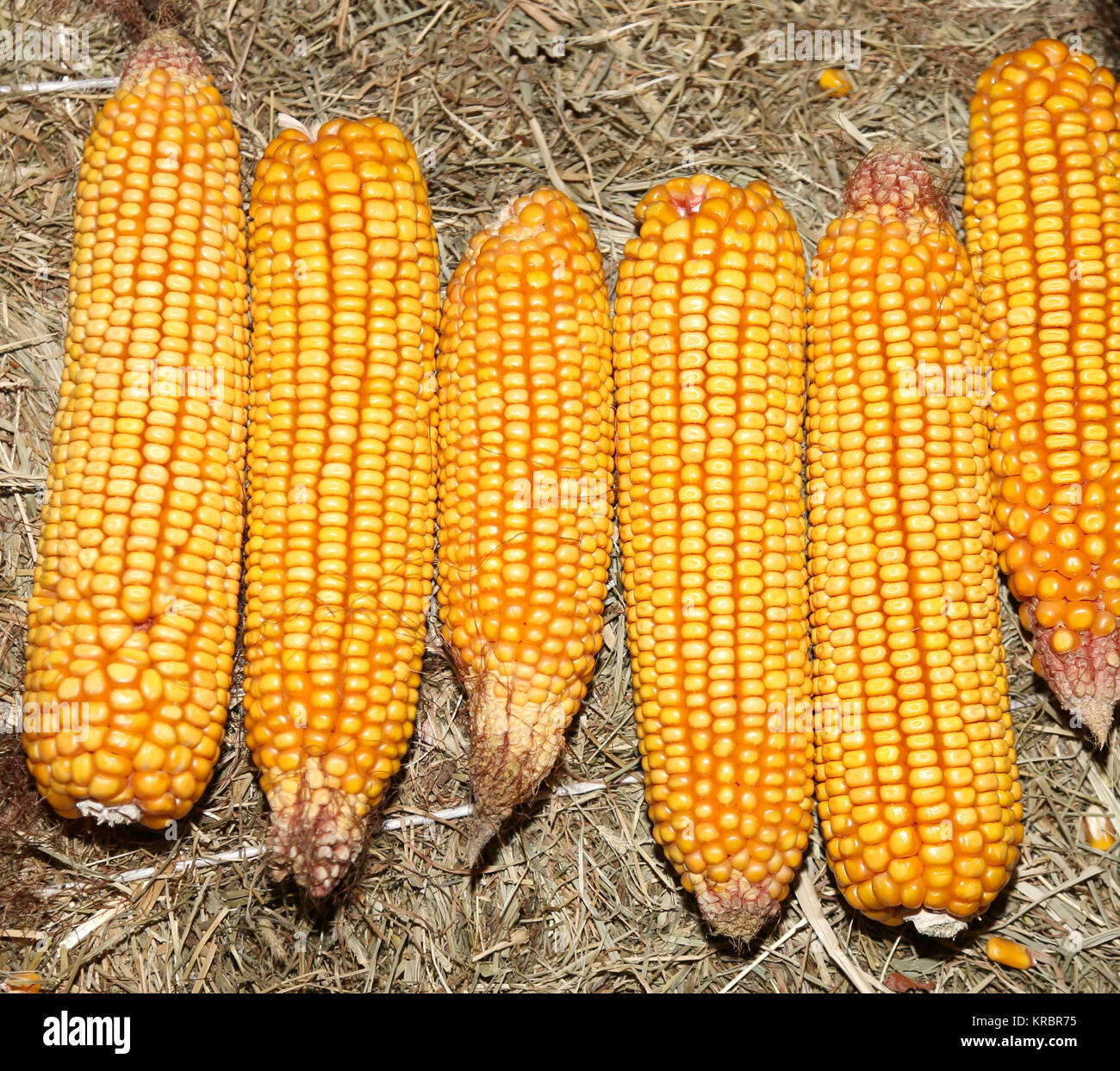 Freshly harvested corn cobs hi-res stock photography and images - Alamy