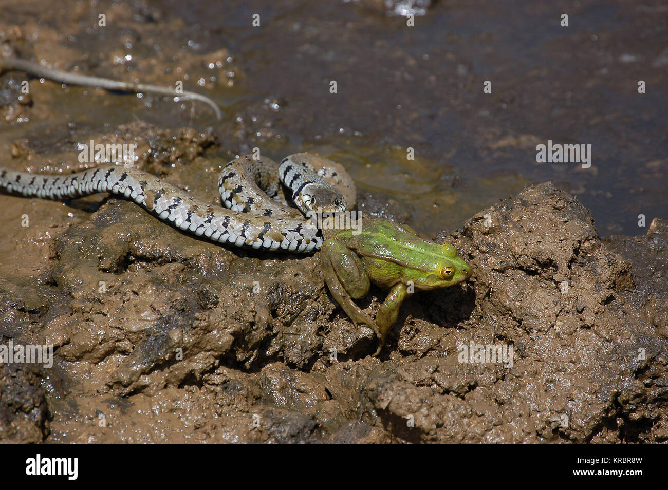Snake Swallowing Frog Stock Photos & Snake Swallowing Frog Stock Images ...