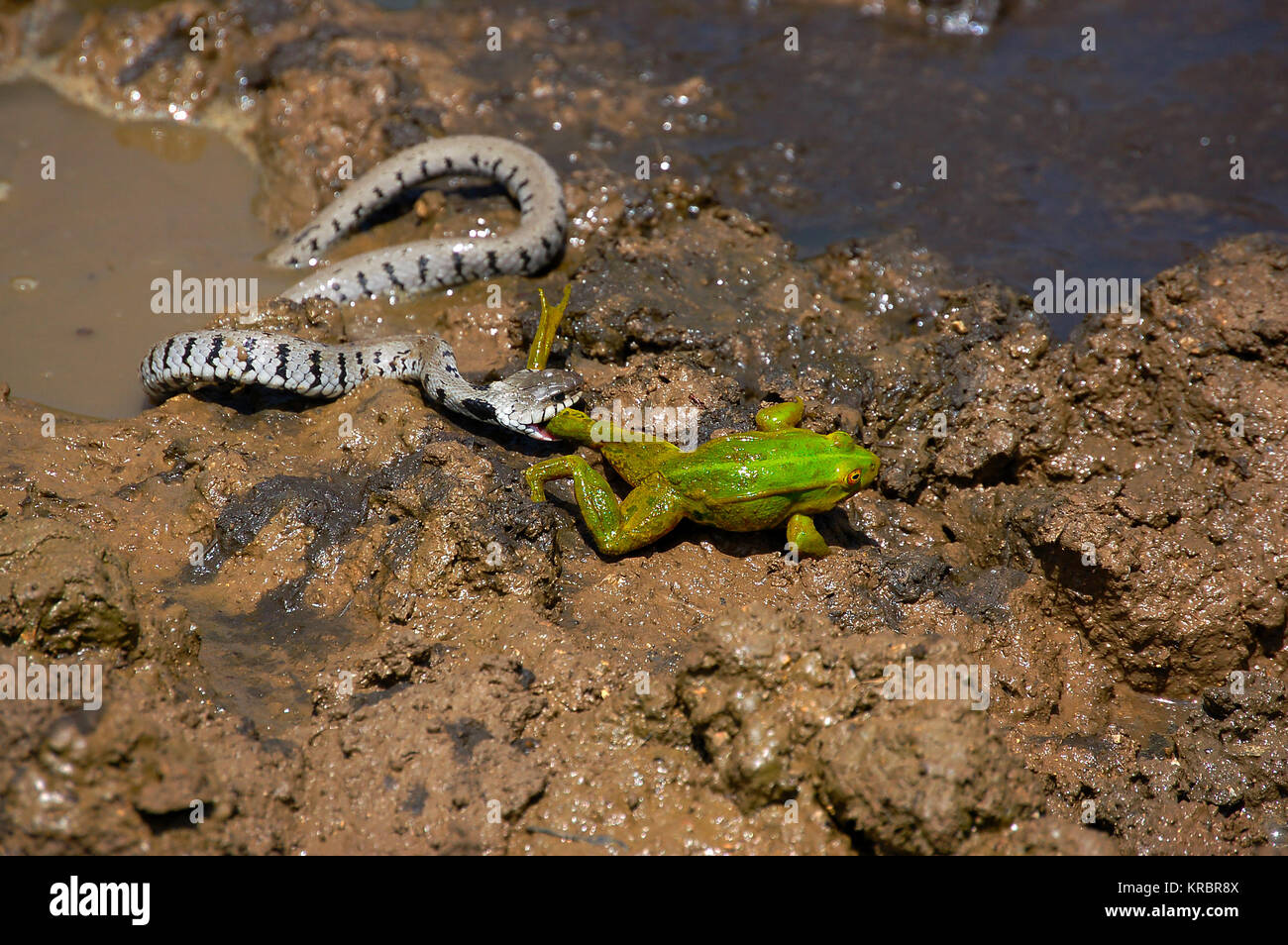 Snake swallowing frog hi-res stock photography and images - Alamy