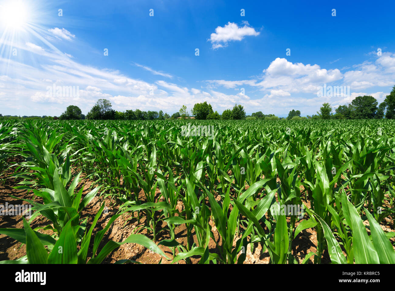 Corn field under a beautiful sky with clouds and sun rays Stock Photo ...