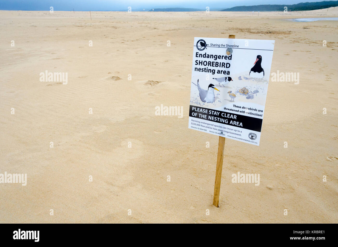 Endangered shorebird nesting area, Wairo Beach, Lake Tabourie, New ...