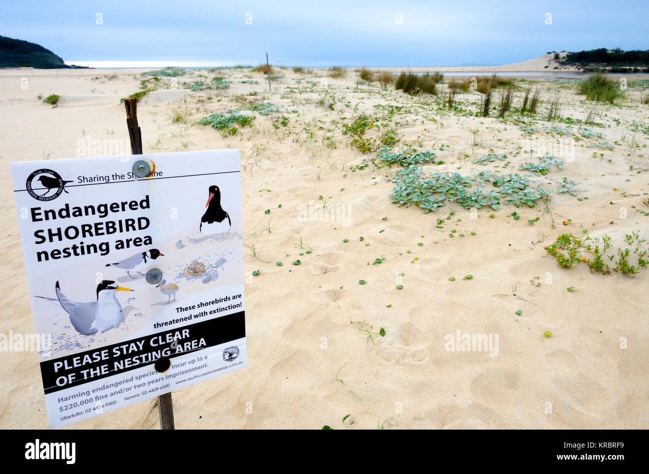 Endangered shorebird nesting area, Wairo Beach, Lake Tabourie, New ...