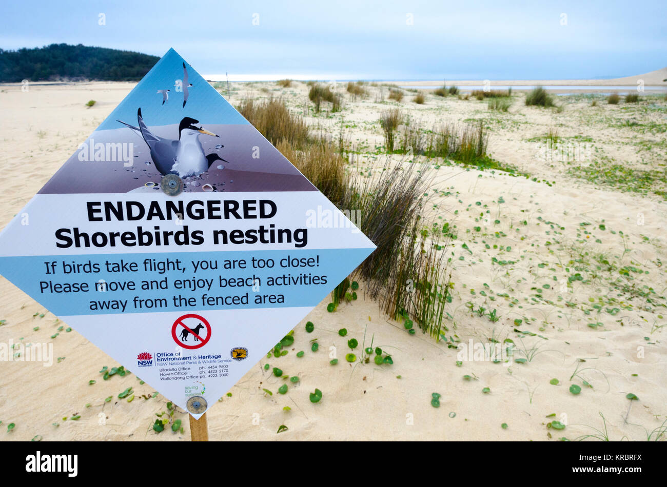 Endangered shorebird nesting area, Wairo Beach, Lake Tabourie, New ...