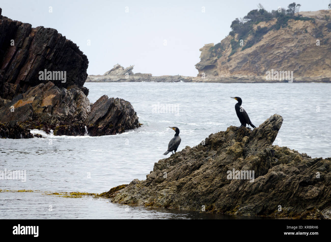 Shag bird australia hi-res stock photography and images - Alamy