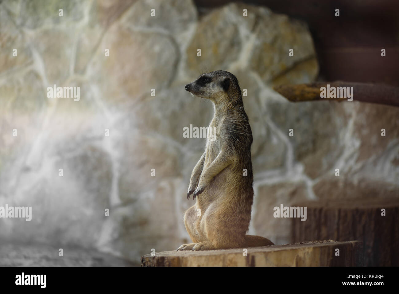 Meerkat behaviour hi-res stock photography and images - Alamy