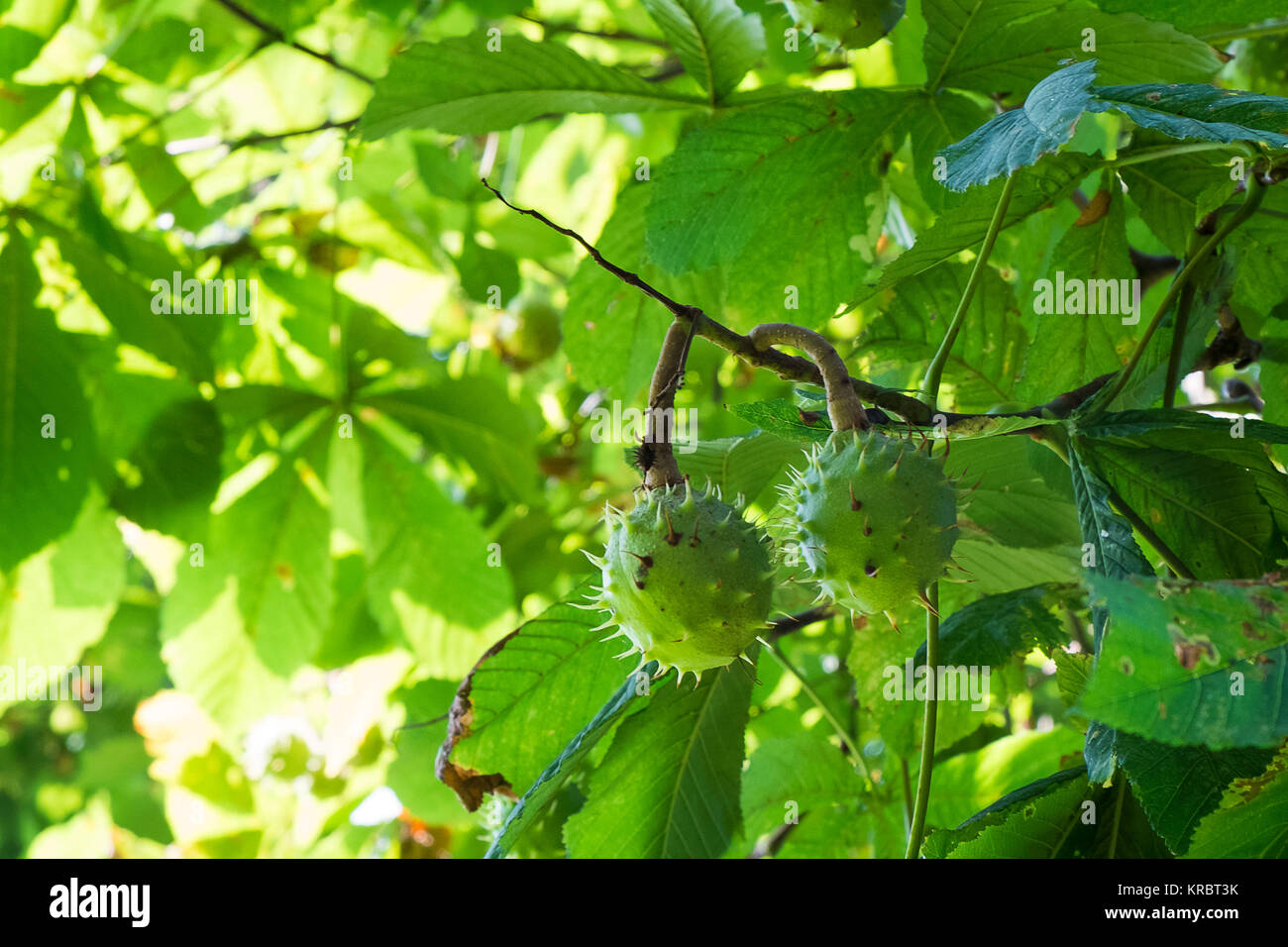 horse chestnut tree Aesculus hippocastanum Stock Photo - Alamy