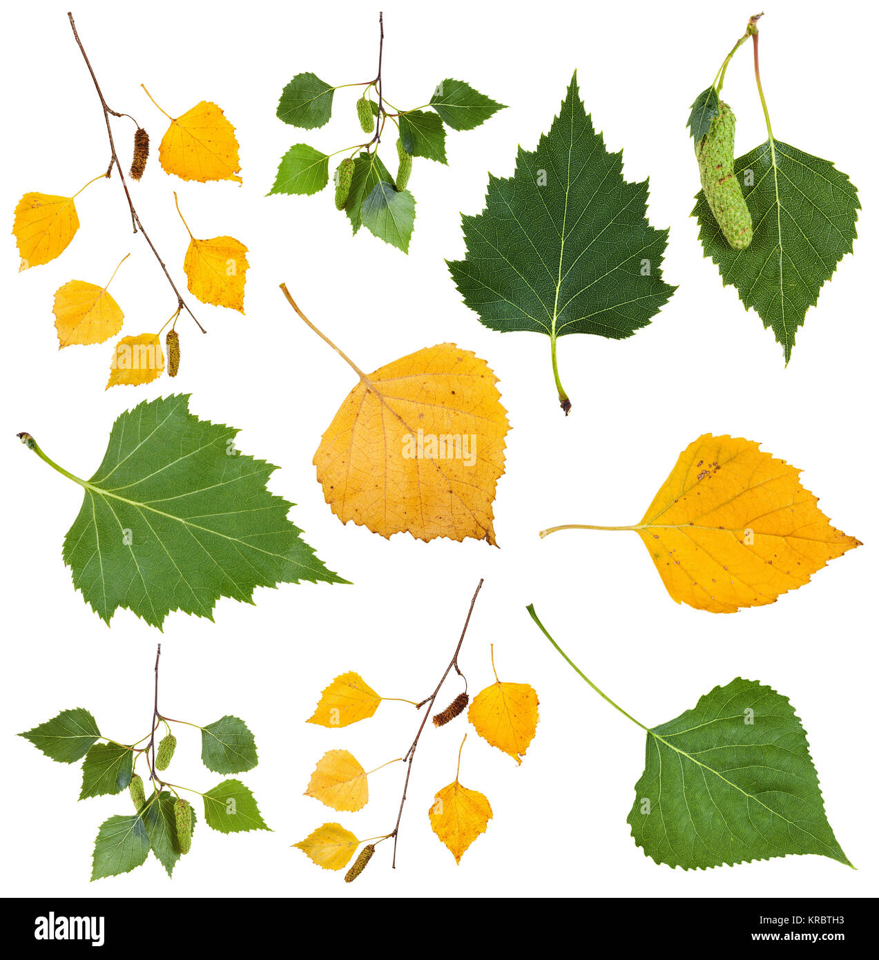 Silver birch betula pendula tree Cut Out Stock Images & Pictures - Alamy