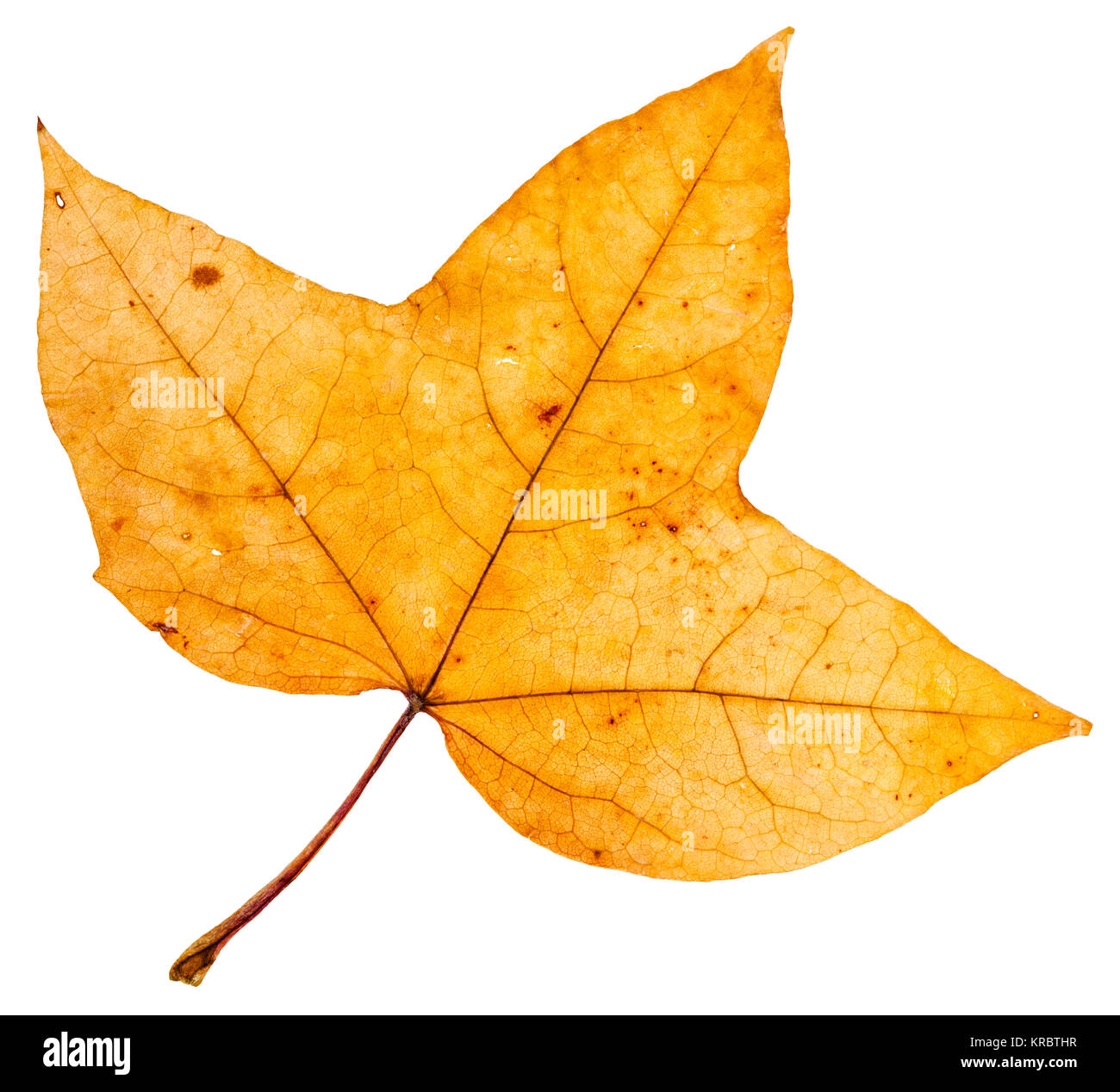 yellow autumn three-lobed leaf of maple tree Stock Photo - Alamy