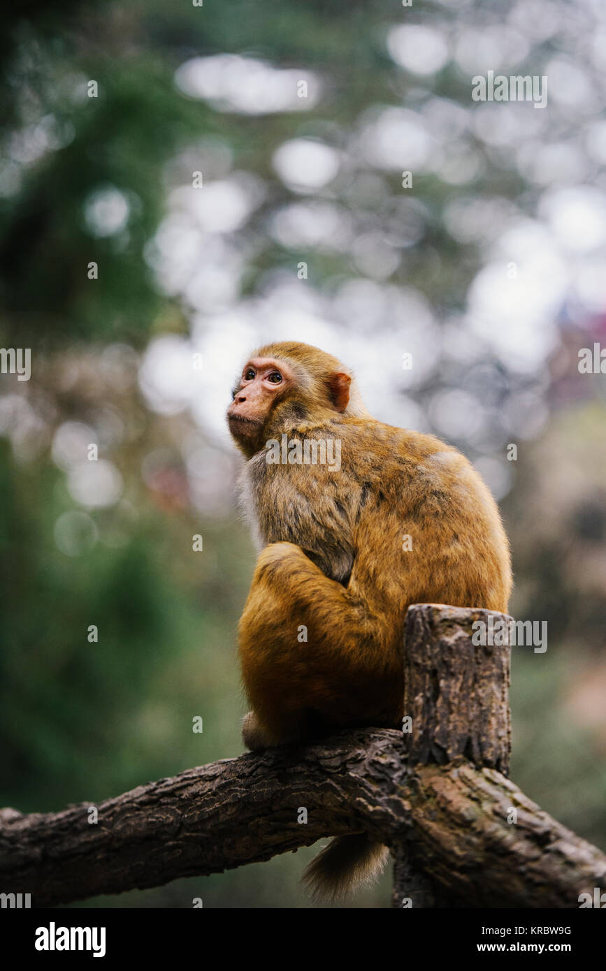 Monkey in a natural park, closeup portrait Stock Photo - Alamy