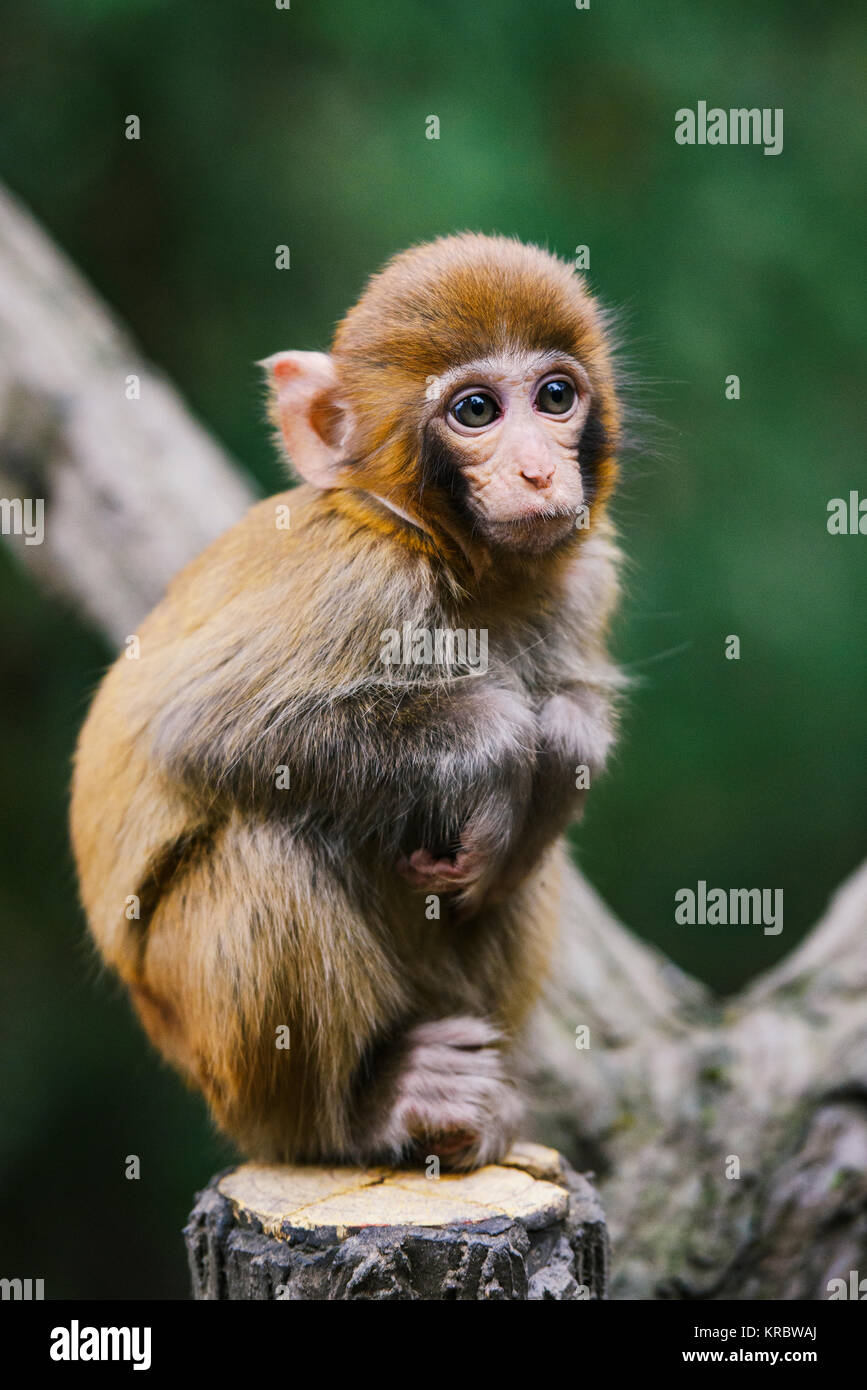 Baby monkey hi-res stock photography and images - Alamy