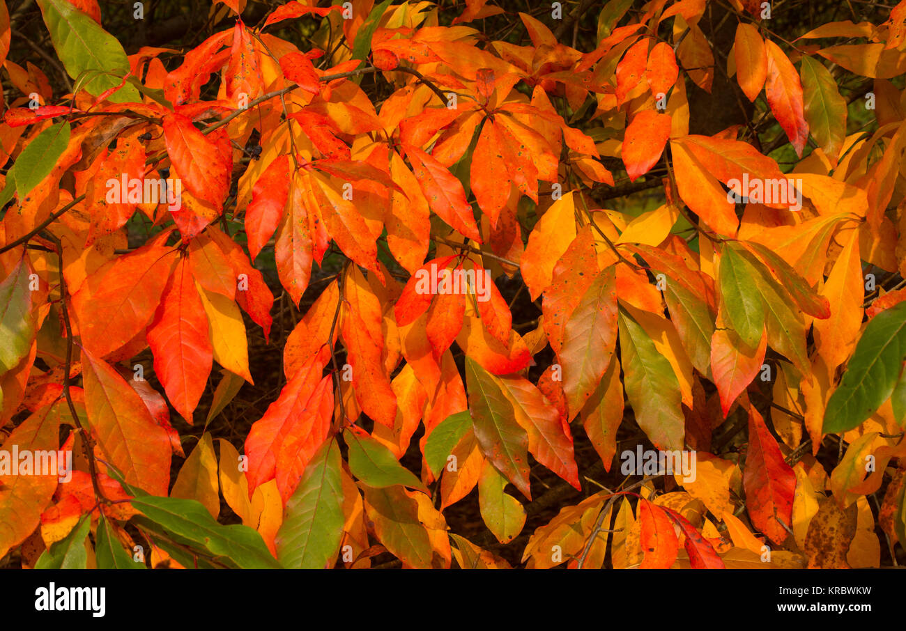 Orange and green leaves in Autumn (Fall Stock Photo - Alamy