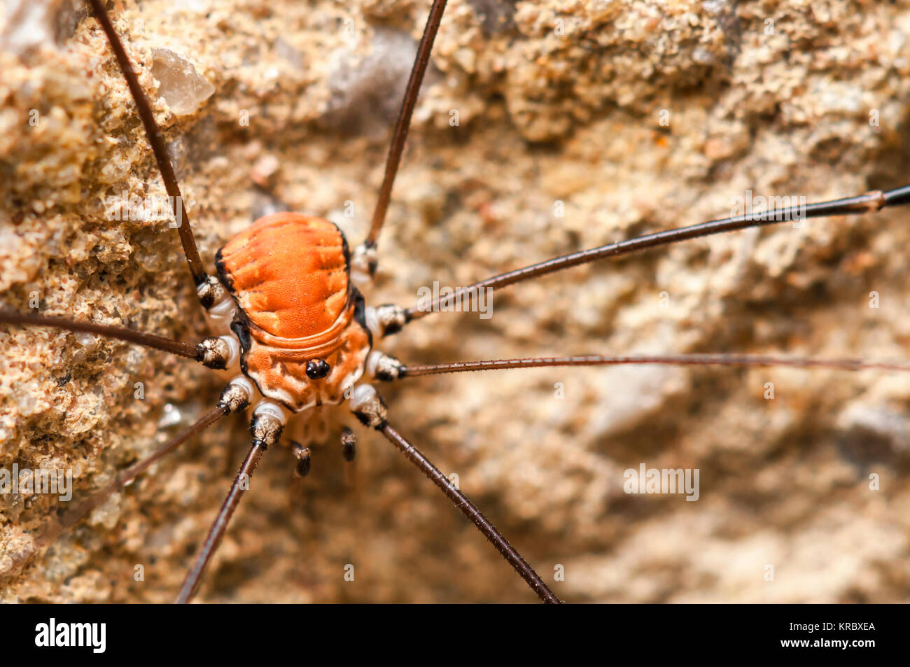 A macro image of a male Harvestman, Leiobunum rotundum, shown the body ...