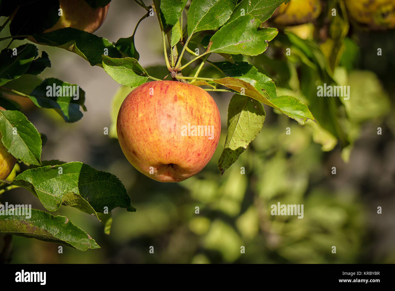 beautiful red apple on a tree Stock Photo - Alamy