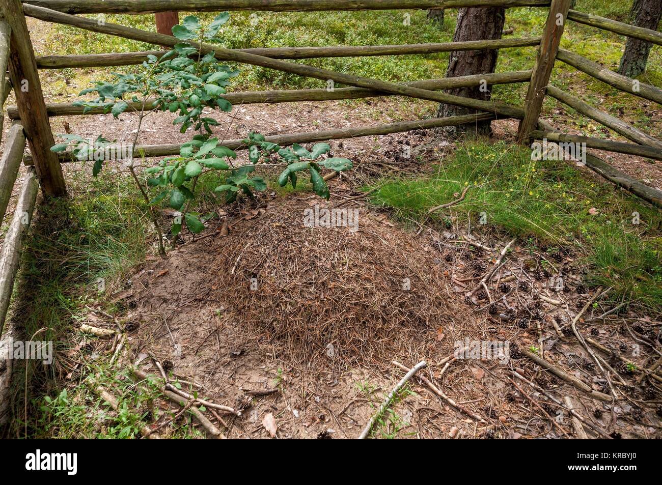 Tuchola forest bory tucholskie national park hi-res stock photography ...