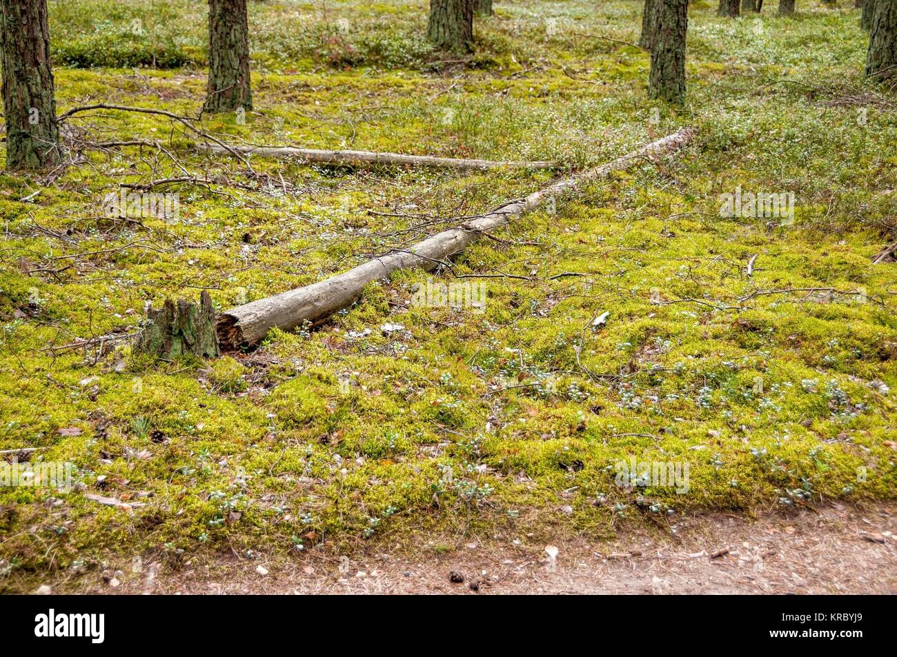 Tuchola forest national park hi-res stock photography and images - Alamy