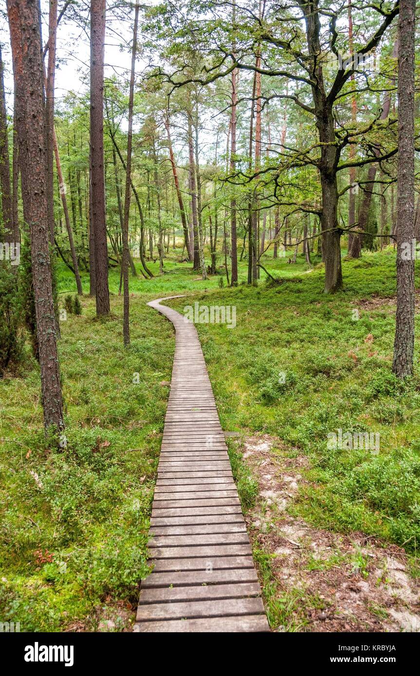 Tuchola forest bory tucholskie national park hi-res stock photography ...
