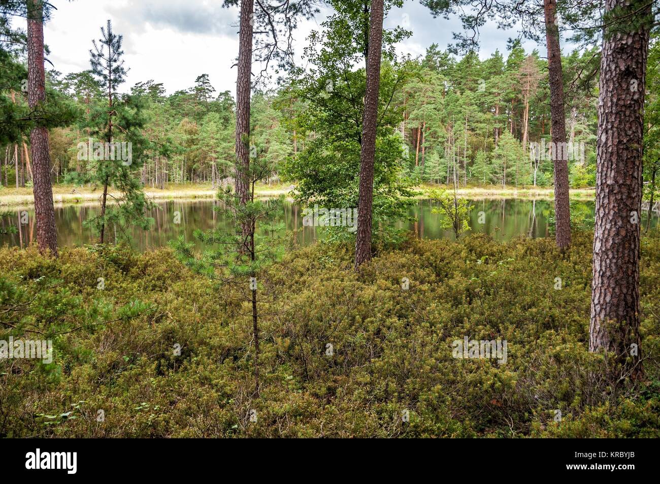 Tuchola forest bory tucholskie national park hi-res stock photography ...
