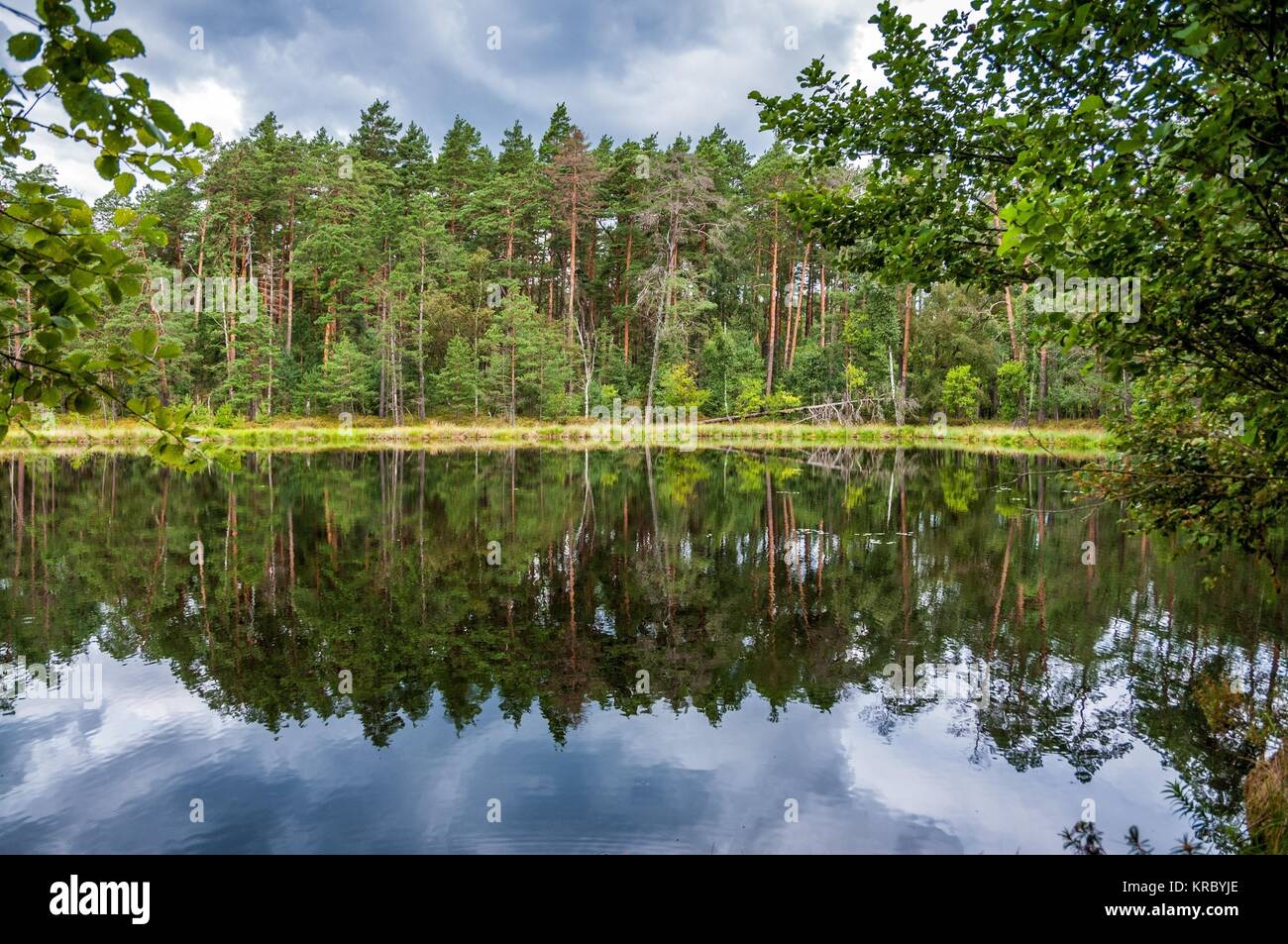 Tuchola forest bory tucholskie national park hi-res stock photography ...