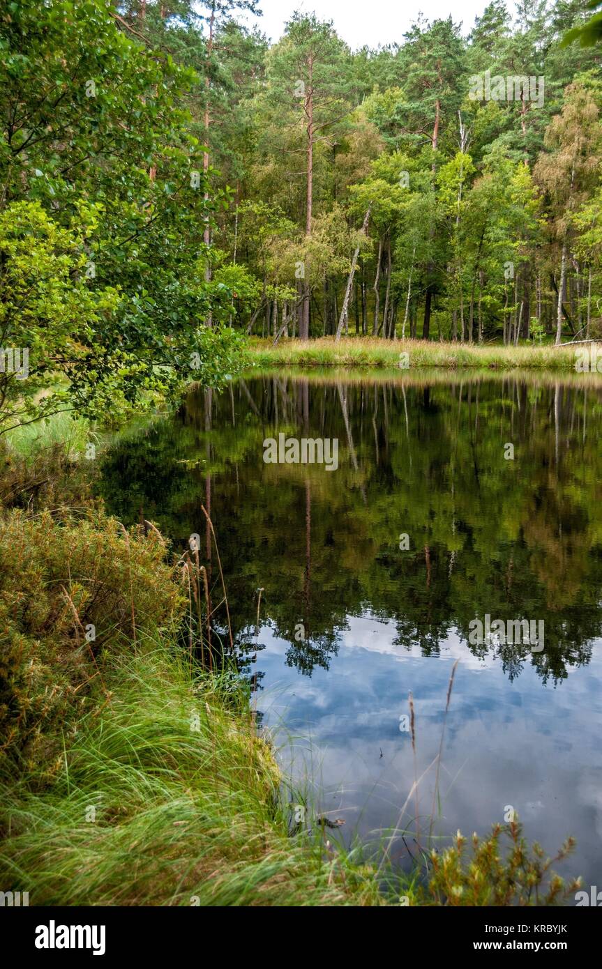 Tuchola forest bory tucholskie national park hi-res stock photography ...