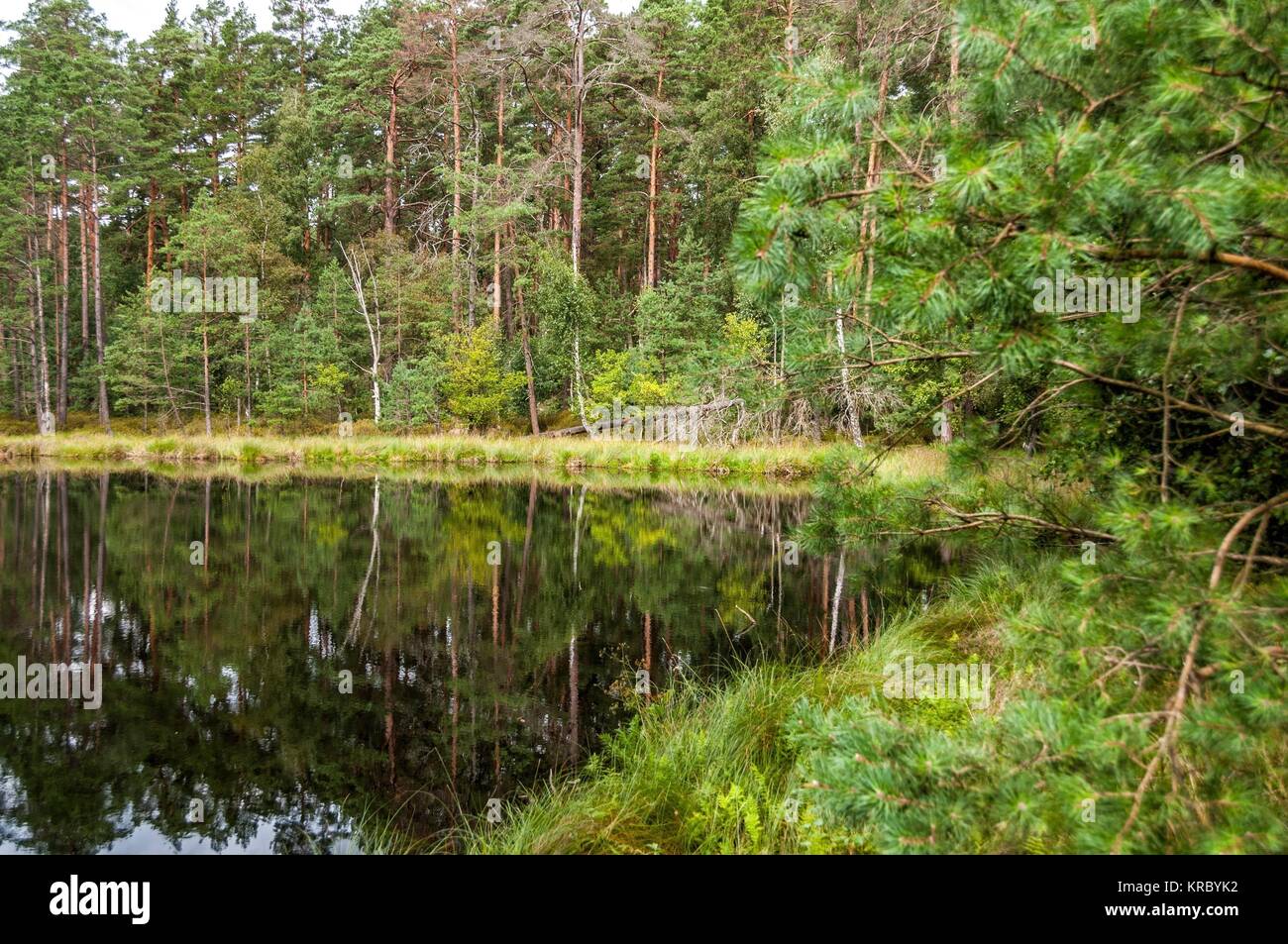 Tuchola forest national park hi-res stock photography and images - Alamy