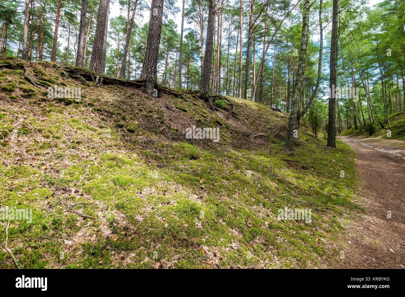 Tuchola forest bory tucholskie national park hi-res stock photography ...