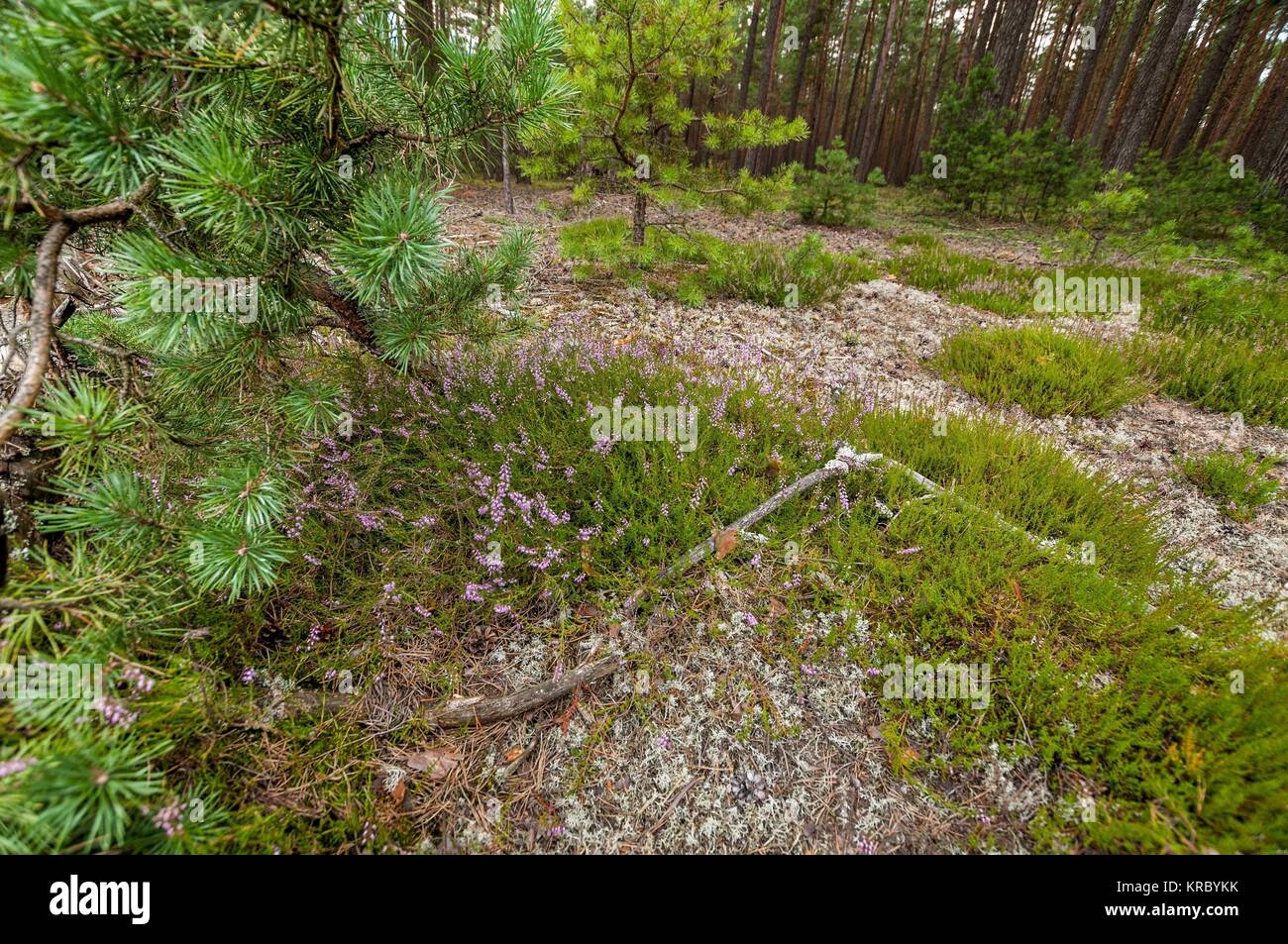 Tuchola forest bory tucholskie national park hi-res stock photography ...