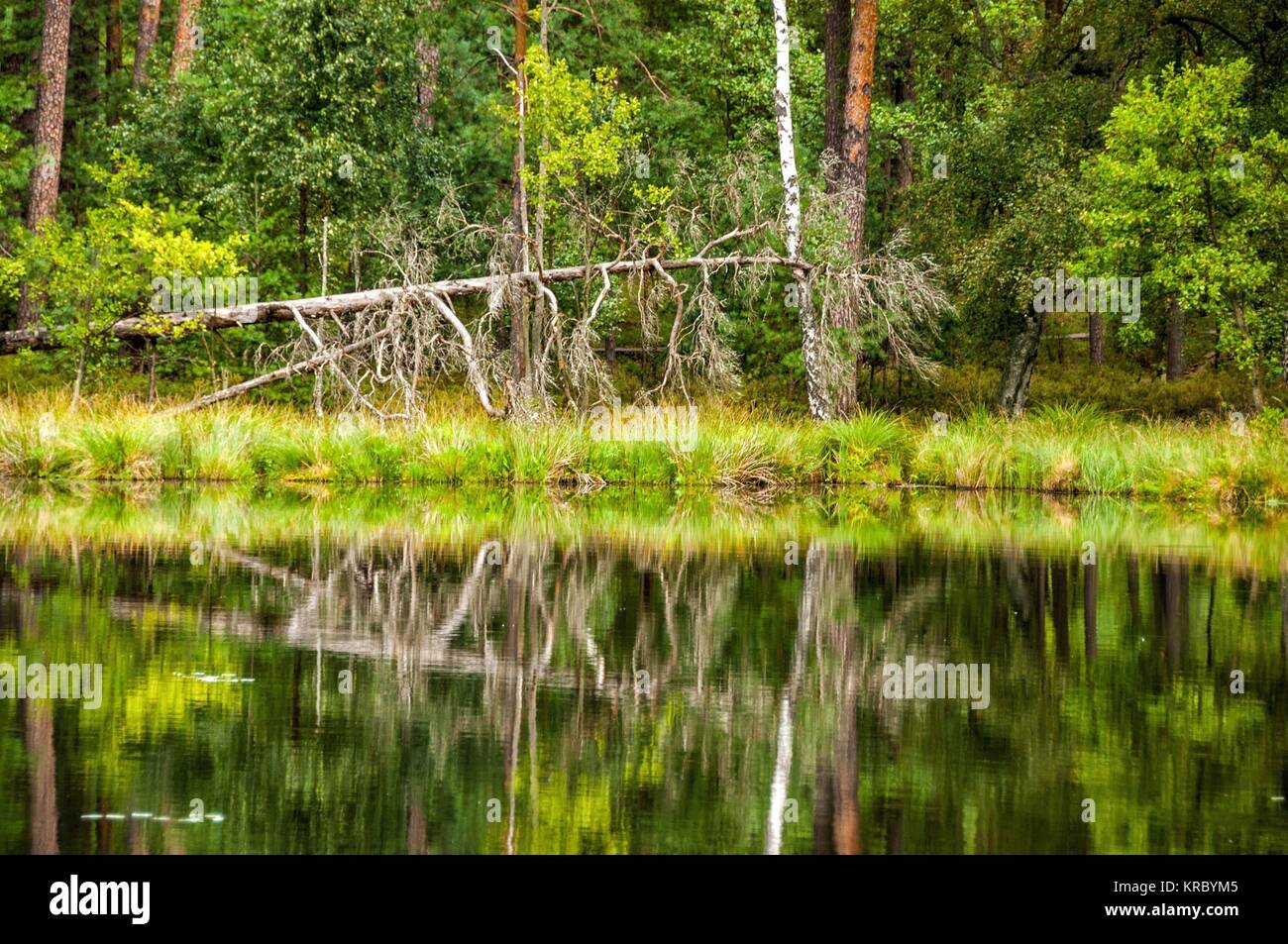Tuchola forest national park hi-res stock photography and images - Alamy