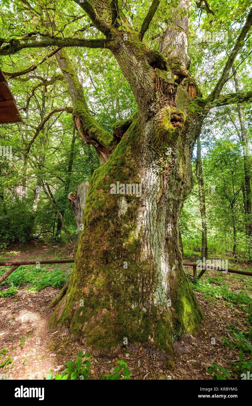 Tuchola forest bory tucholskie national park hi-res stock photography ...