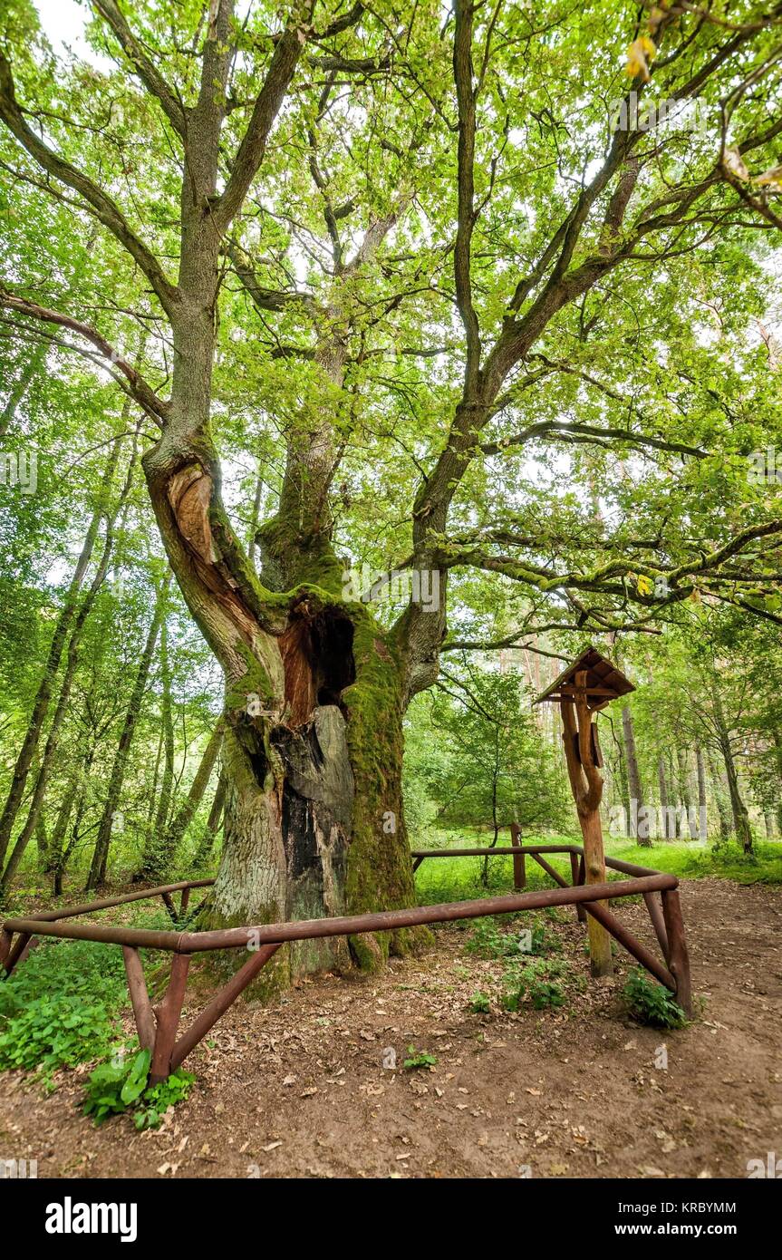 Tuchola forest bory tucholskie national park hi-res stock photography ...