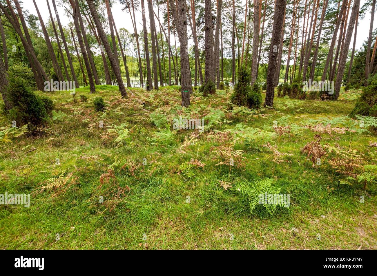 Tuchola forest bory tucholskie national park hi-res stock photography ...