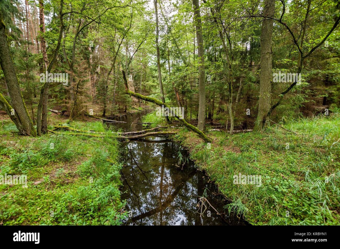 Tuchola forests hi-res stock photography and images - Alamy