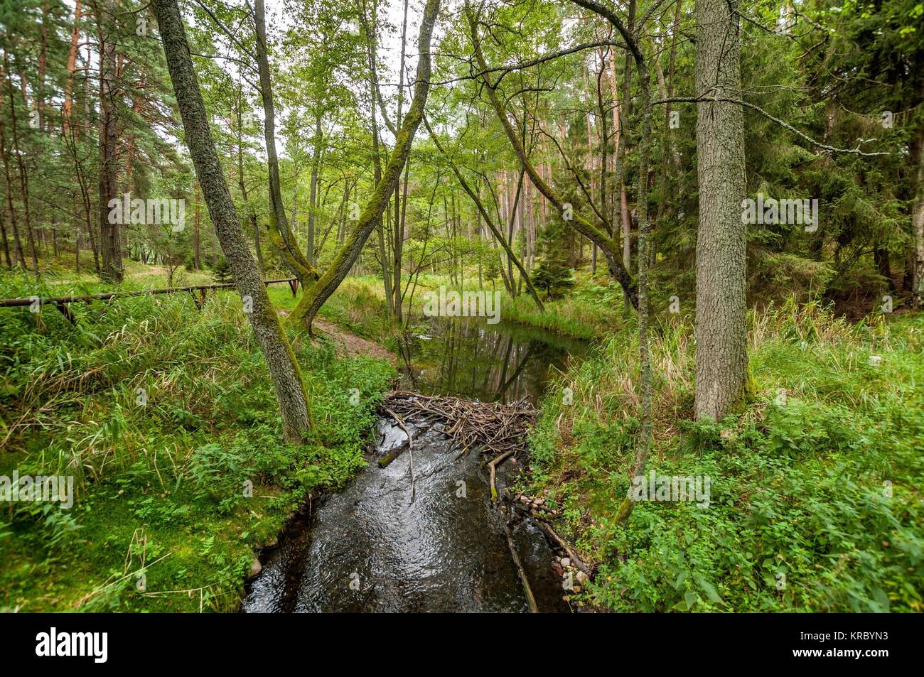 Tuchola forest national park hi-res stock photography and images - Alamy