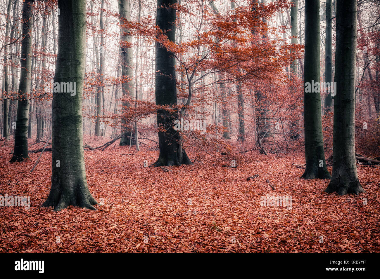 Colorful autumn forest Stock Photo - Alamy