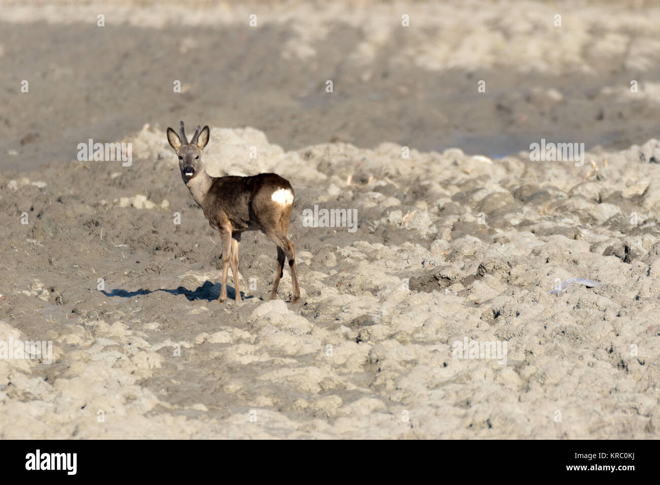 rehbock in a field Stock Photo - Alamy