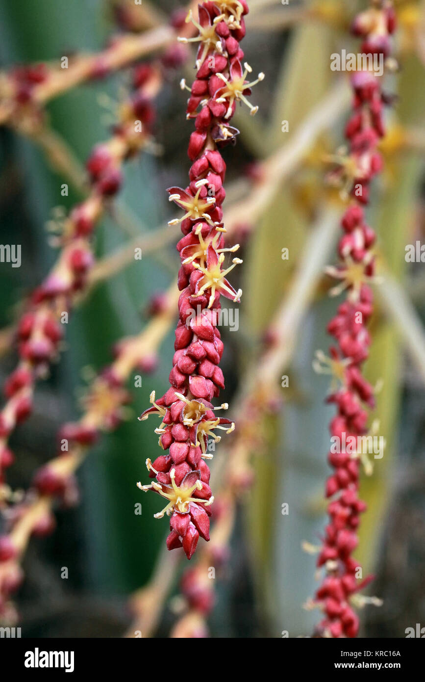 flowering of a butia Stock Photo - Alamy