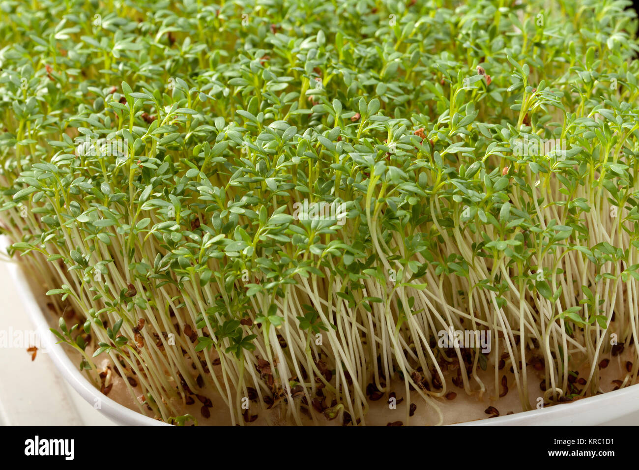 Cress seedlings isolated on white background Stock Photo - Alamy