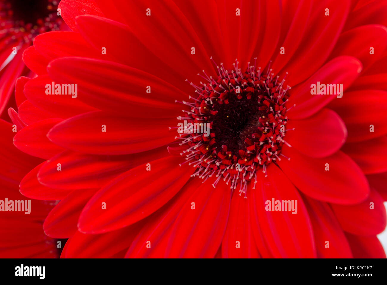 red gerbera daisy flower Stock Photo - Alamy