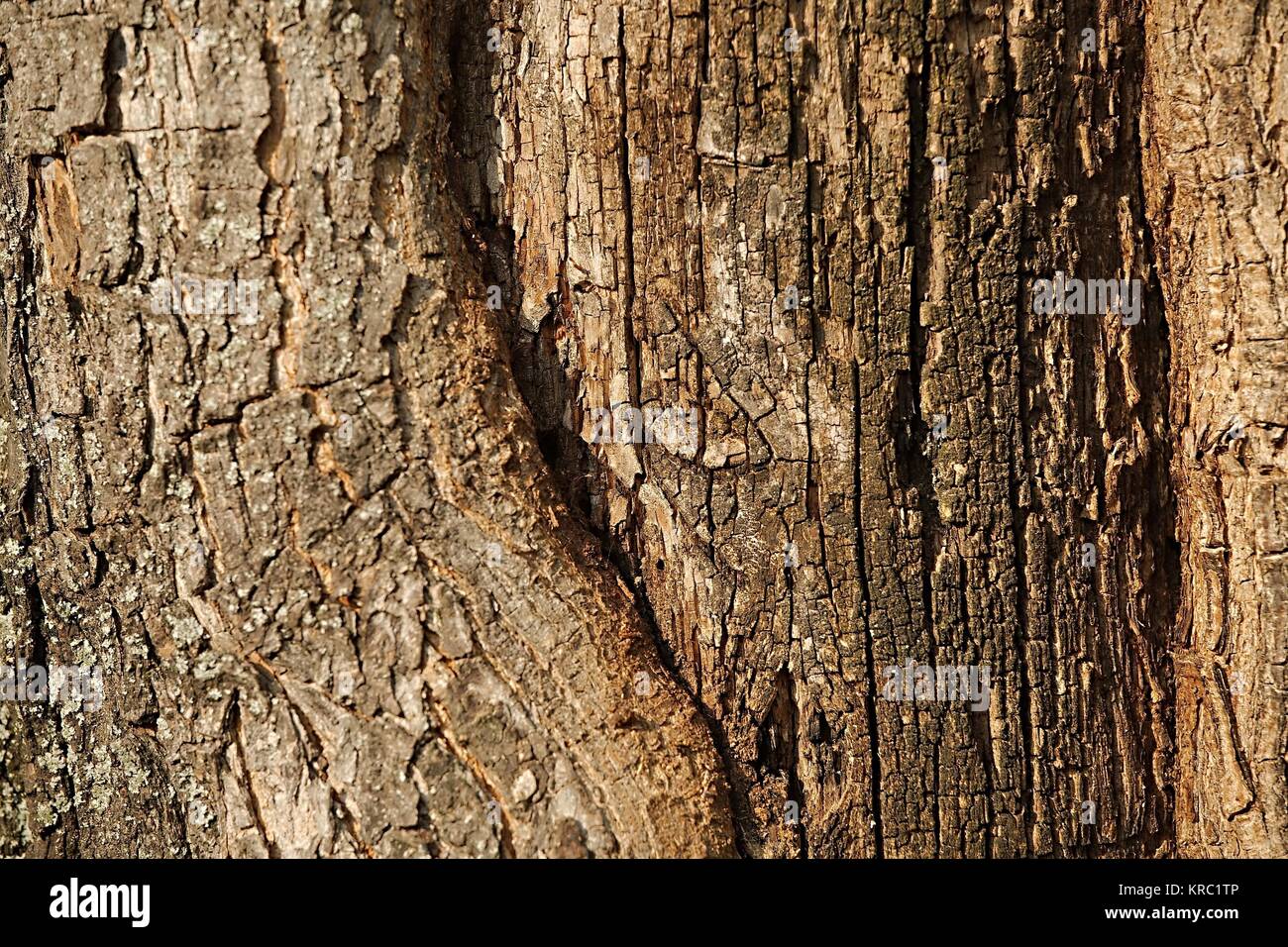 Tree Trunk Closeup Stock Photo - Alamy