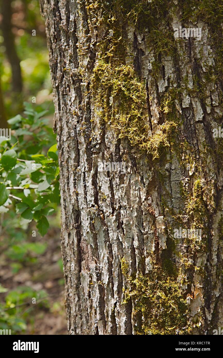 Tree trunk closeup Stock Photo - Alamy