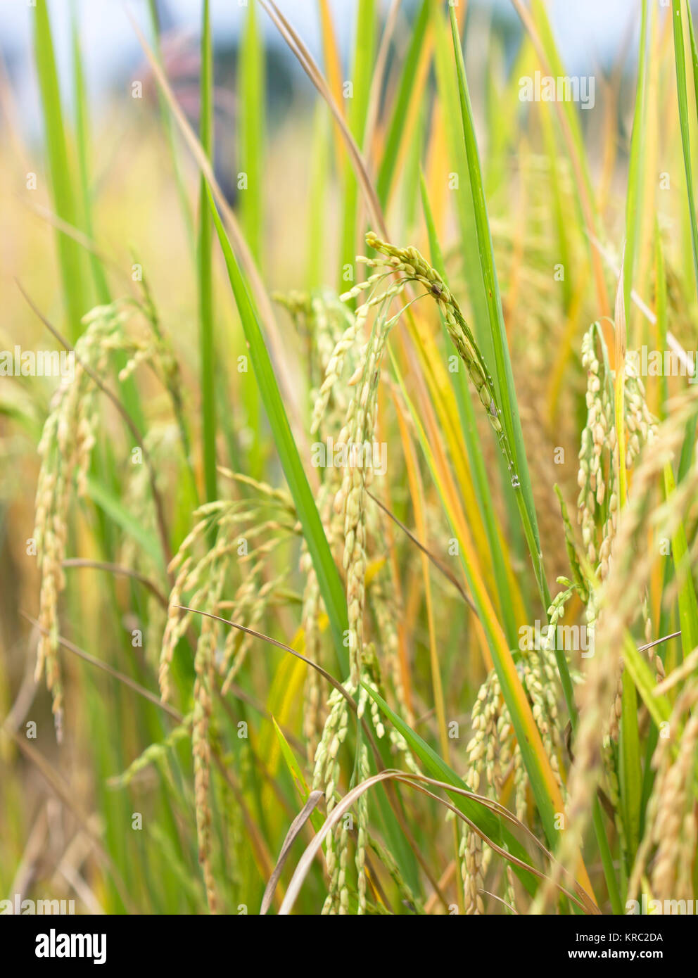 Rice fields natural food garden plantation area Thailand Stock Photo ...