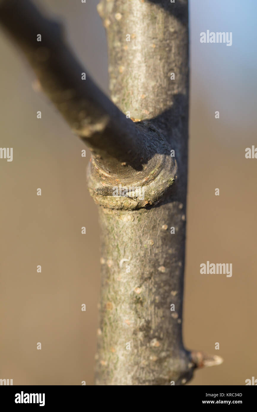 Purple emperor caterpillar larvae hi-res stock photography and images ...