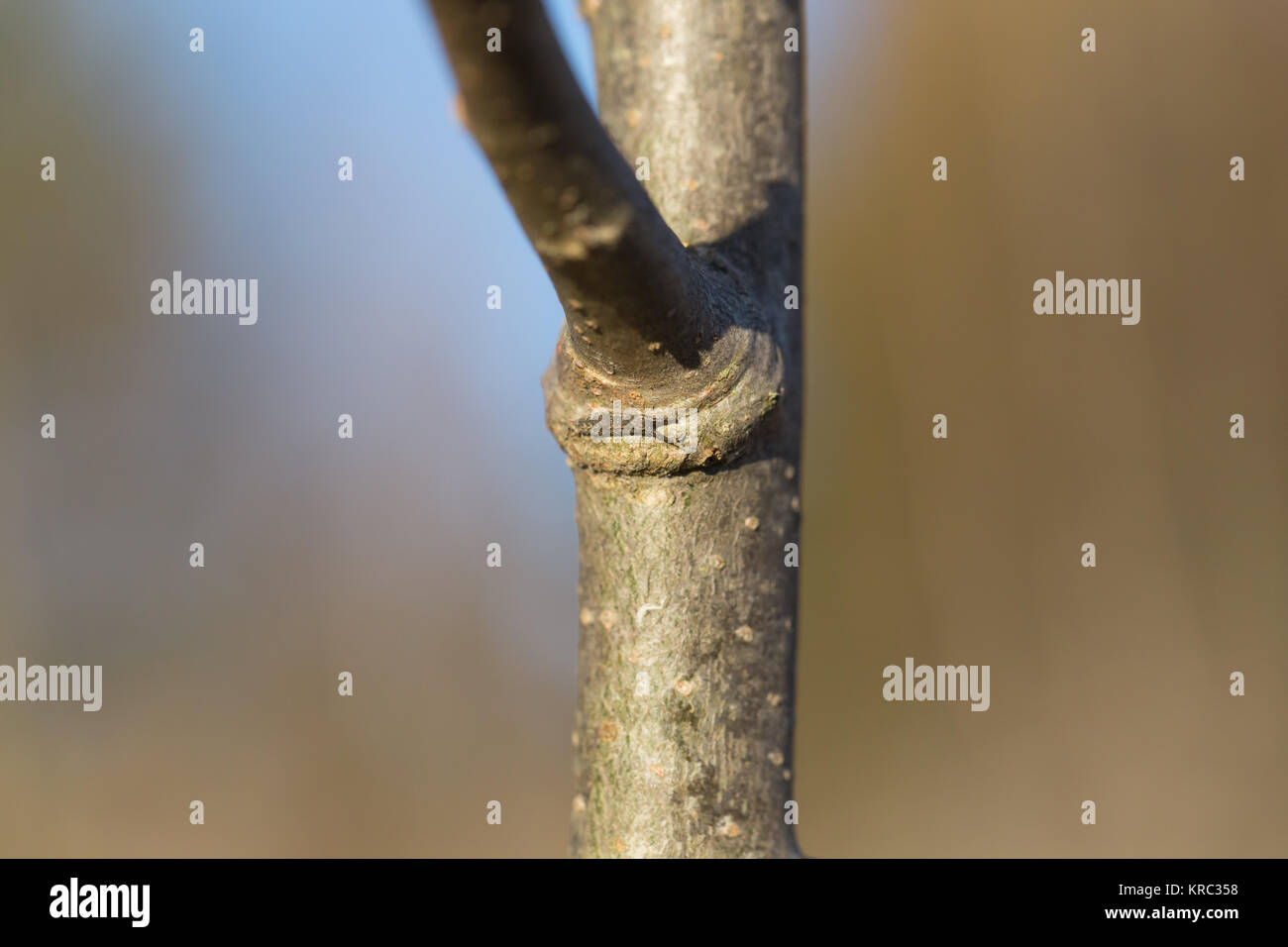 Hibernating lesser purple emperor larva Stock Photo - Alamy
